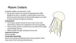 vertebrate and invertebrate nervous system physiology.pptx