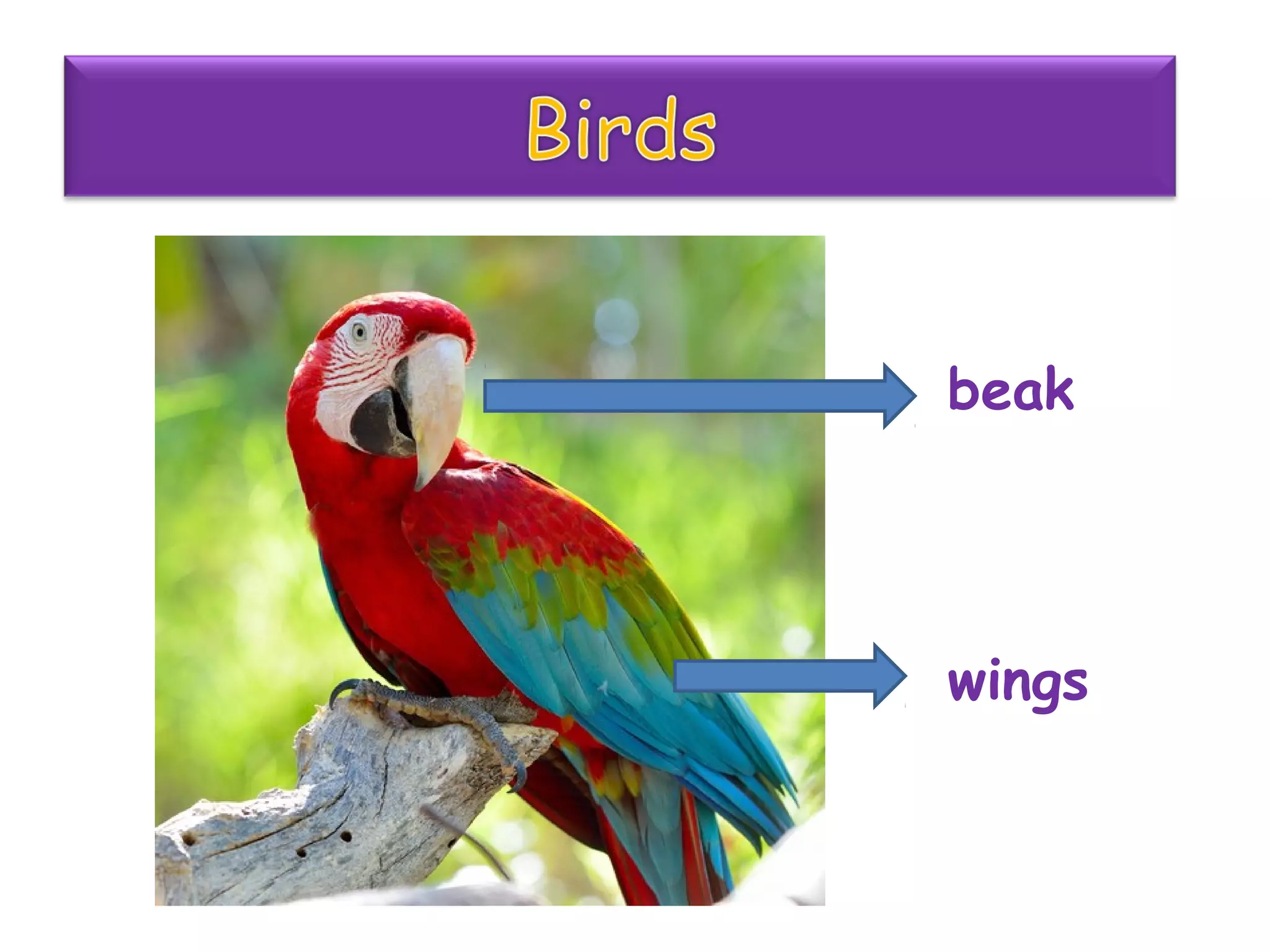 Vertebrate animals | PPT