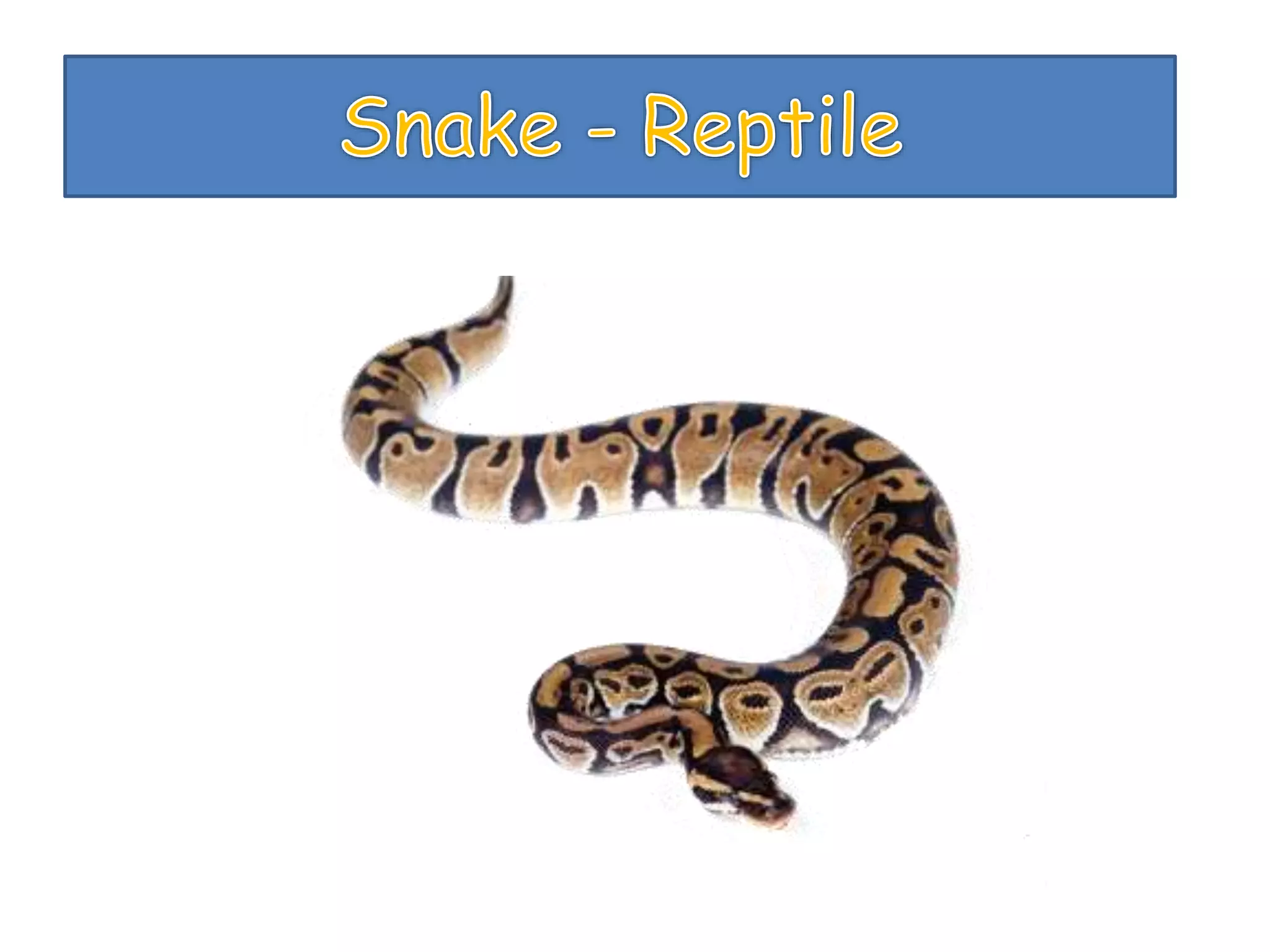 Vertebrate animals | PPT