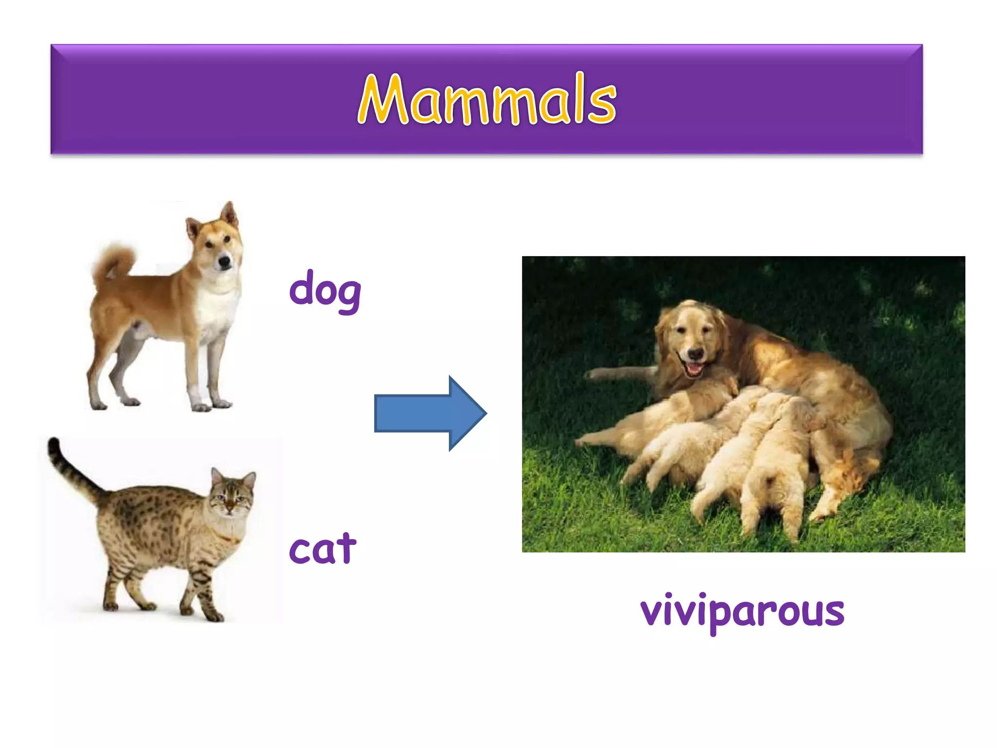 Vertebrate animals | PPT