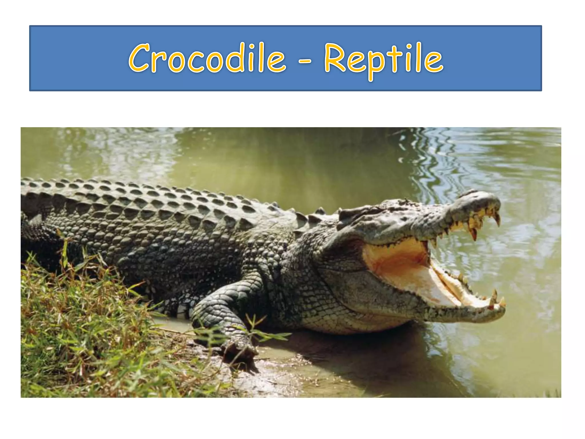 Vertebrate animals | PPT