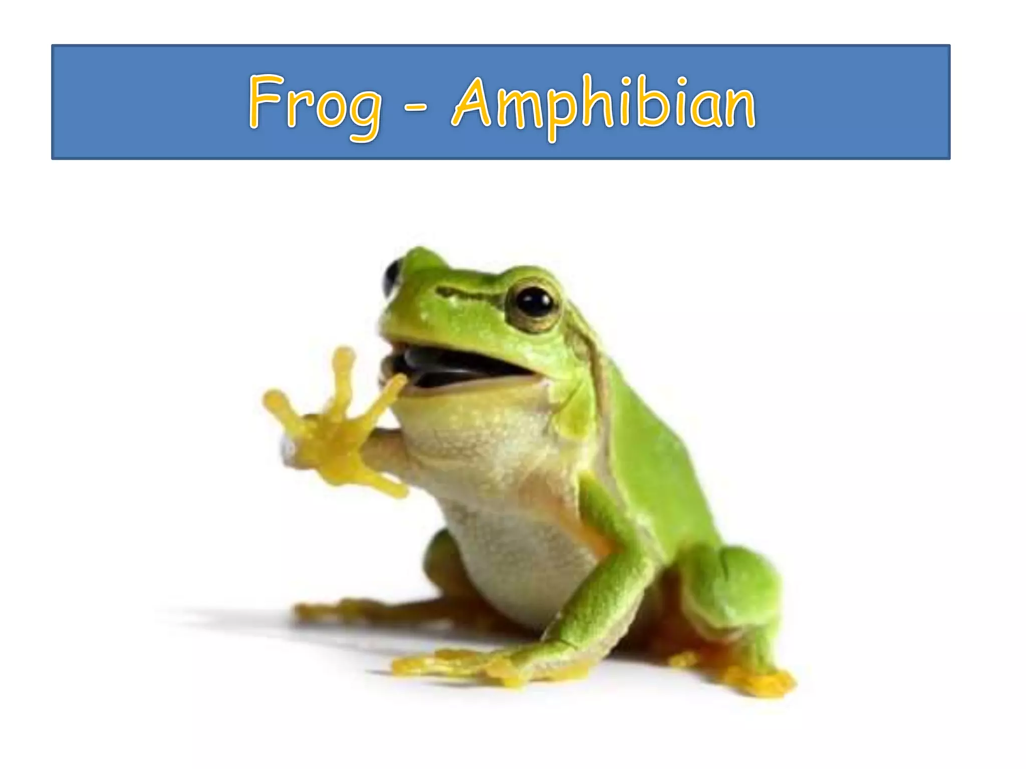 Vertebrate animals | PPT