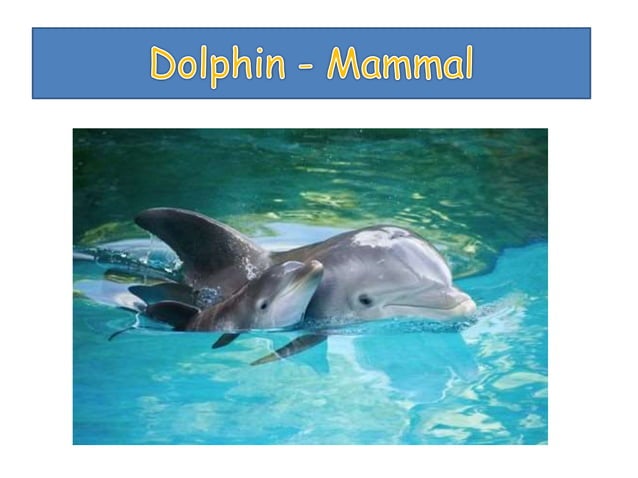 Vertebrate animals | PPT