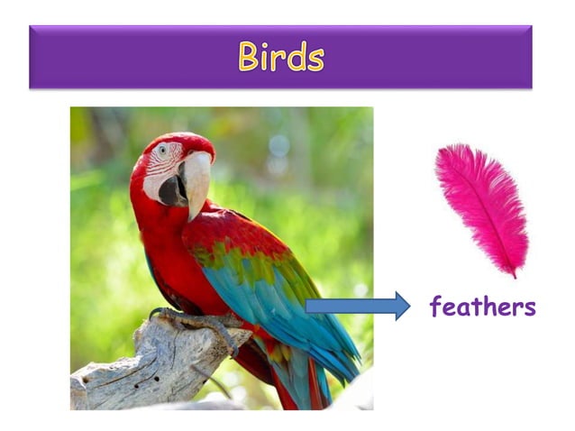 Vertebrate animals | PPT