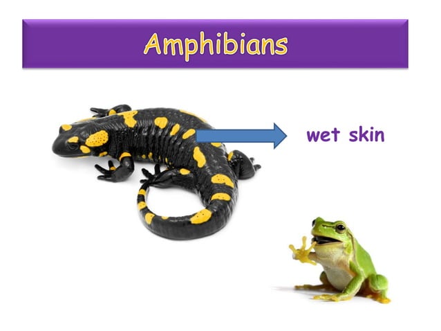 Vertebrate animals | PPT