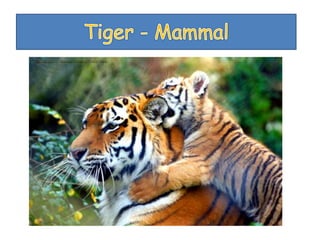 Vertebrate animals | PPT