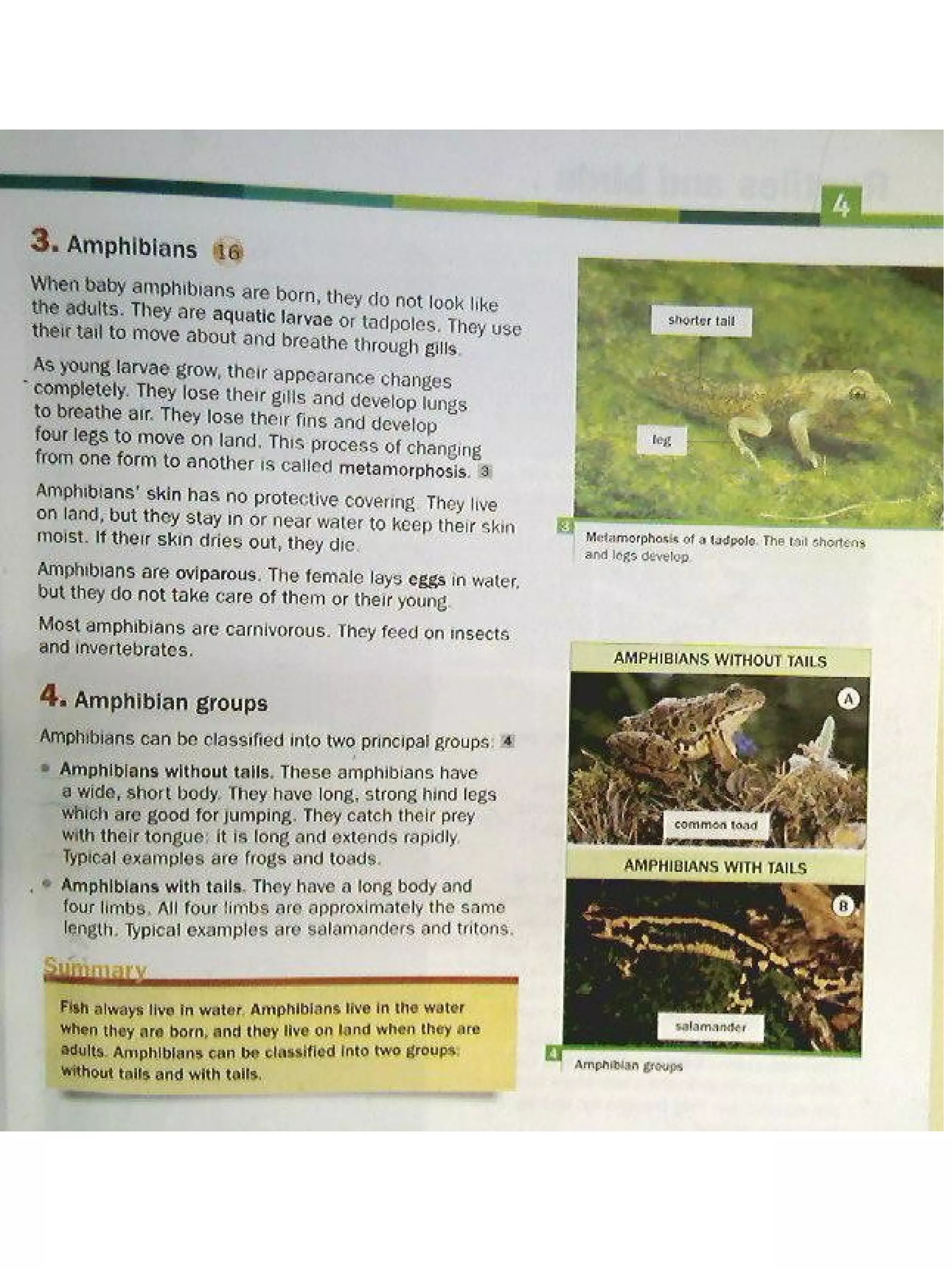 Vertebrate animals | PDF