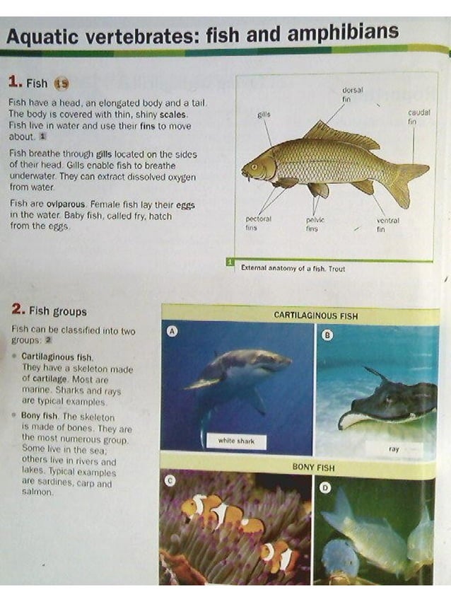 Vertebrate animals | PDF