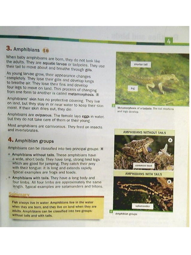 Vertebrate animals | PDF