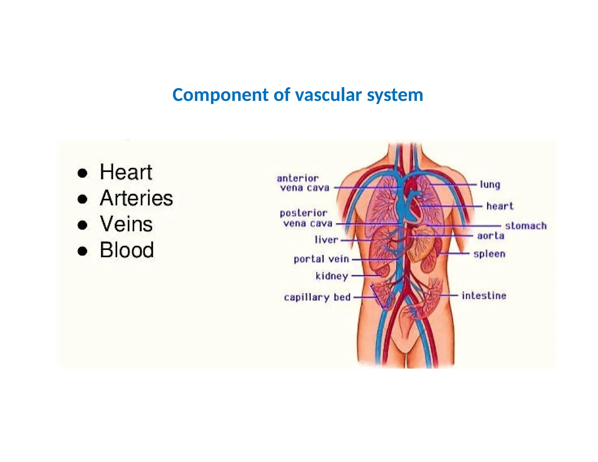 Vertebrate circulatory system blood and components.pptx