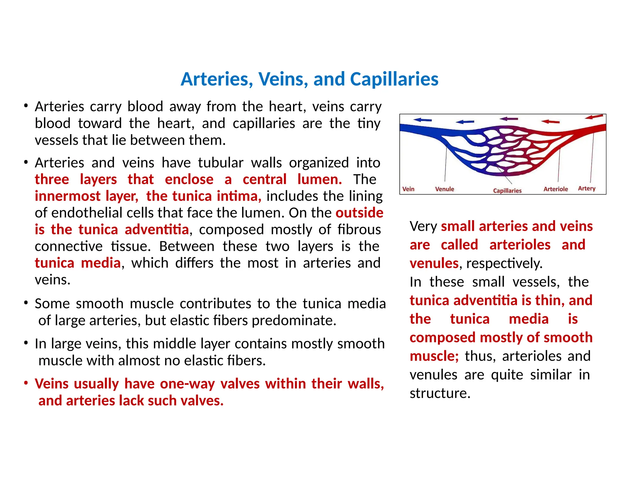 Vertebrate circulatory system blood and components.pptx