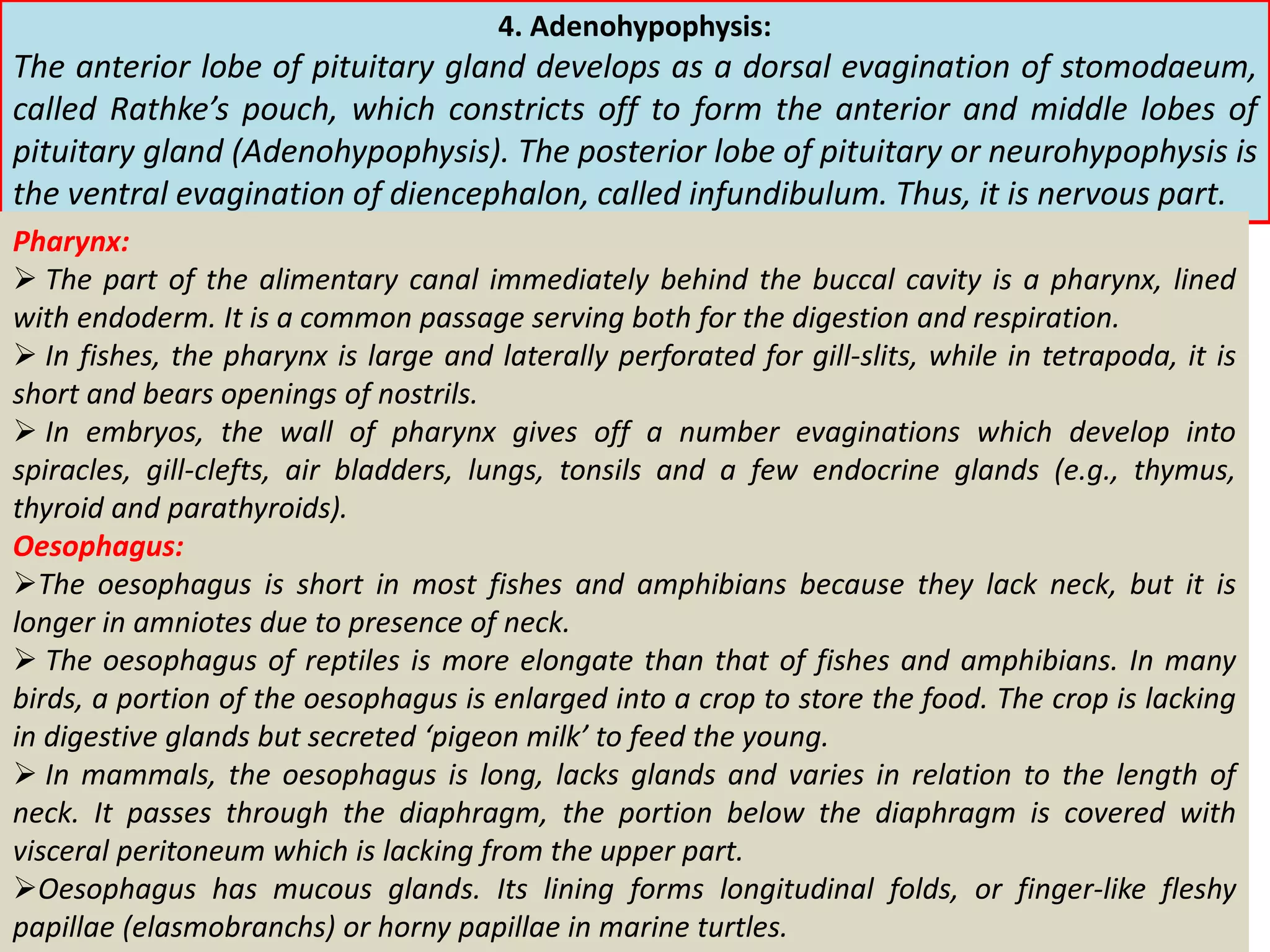 Vertebrate digestive system | PPTX