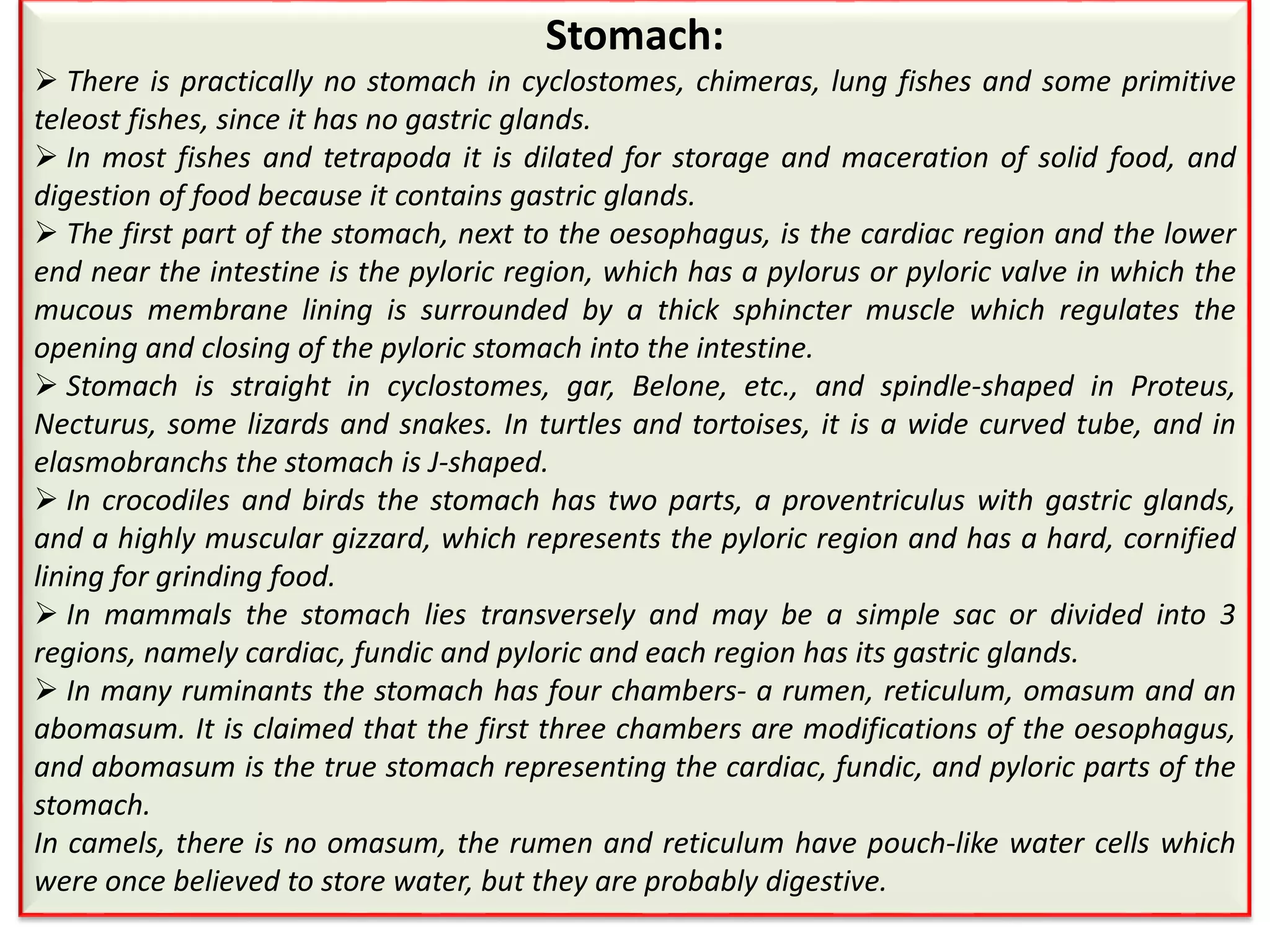 Vertebrate digestive system | PPTX