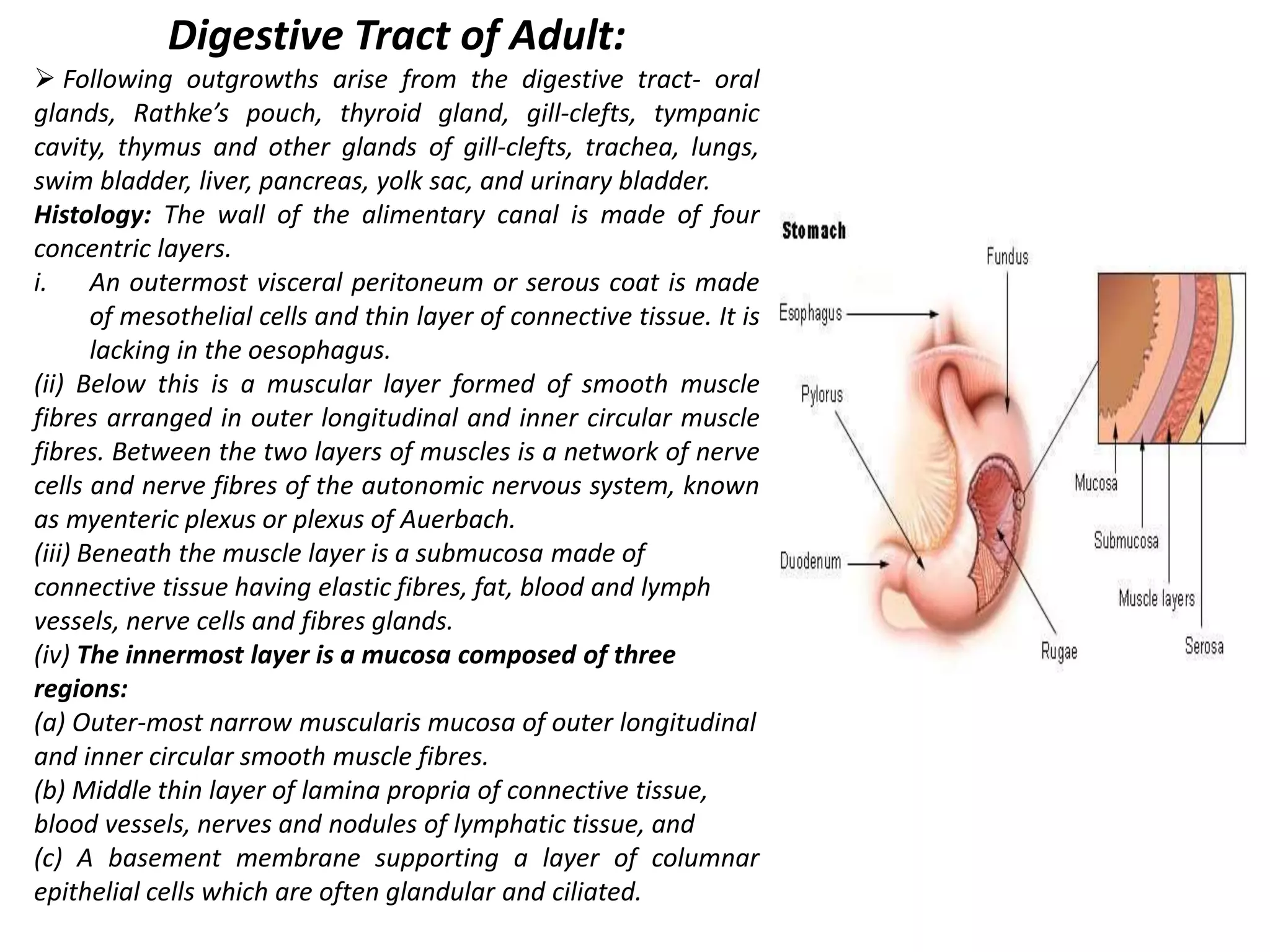 Vertebrate digestive system | PPTX