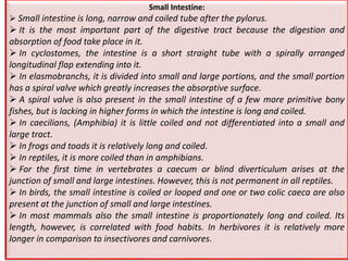 Vertebrate digestive system | PPTX