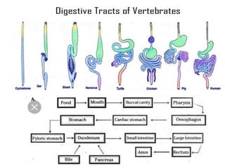 Vertebrate digestive system | PPTX