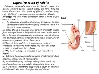Vertebrate digestive system | PPTX