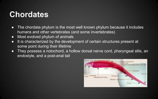 Vertebrate evolution and diversity pptx | PPTX