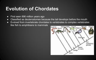 Vertebrate evolution and diversity pptx | PPTX