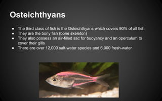 Vertebrate evolution and diversity pptx | PPTX