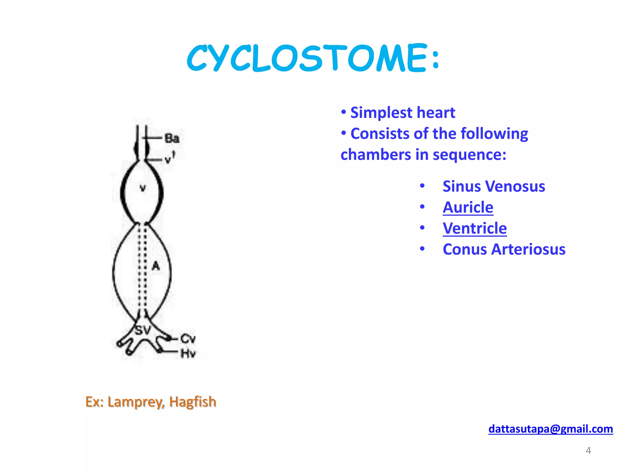 Comparative account of vertebrate heart | PPTX