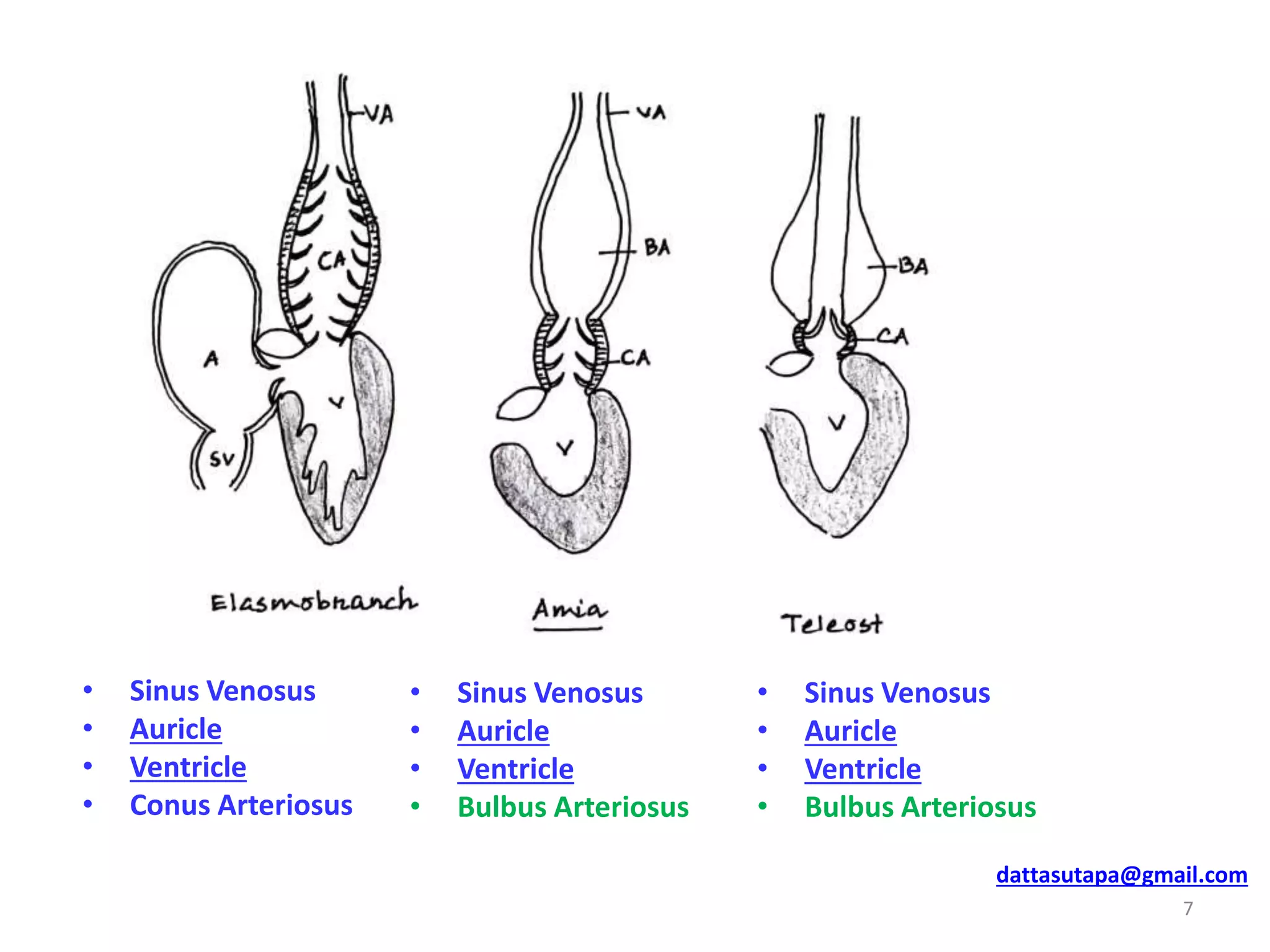 Comparative account of vertebrate heart | PPTX