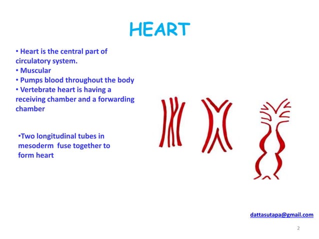 Comparative account of vertebrate heart | PPTX