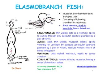 Comparative account of vertebrate heart | PPTX