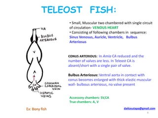 Comparative account of vertebrate heart | PPTX