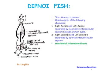 Comparative account of vertebrate heart | PPTX