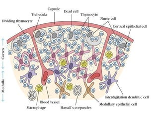 Immune System of Vertebrates by Prashant Dwivedi.ppt