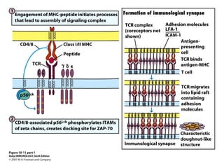 Immune System of Vertebrates by Prashant Dwivedi.ppt