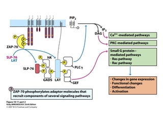 Immune System of Vertebrates by Prashant Dwivedi.ppt