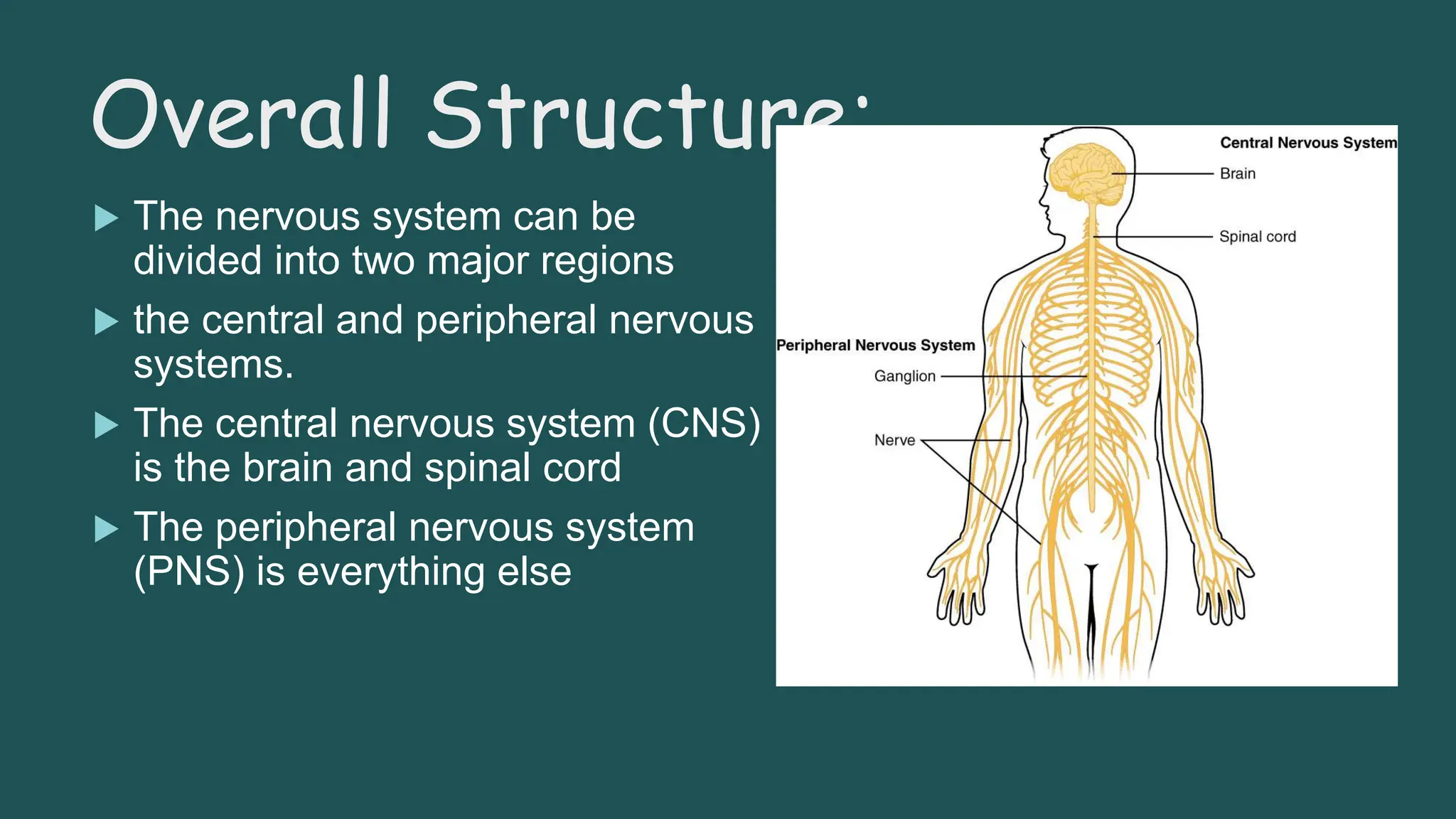 Vertebrate Nervous System new 1 - Copy.pptx