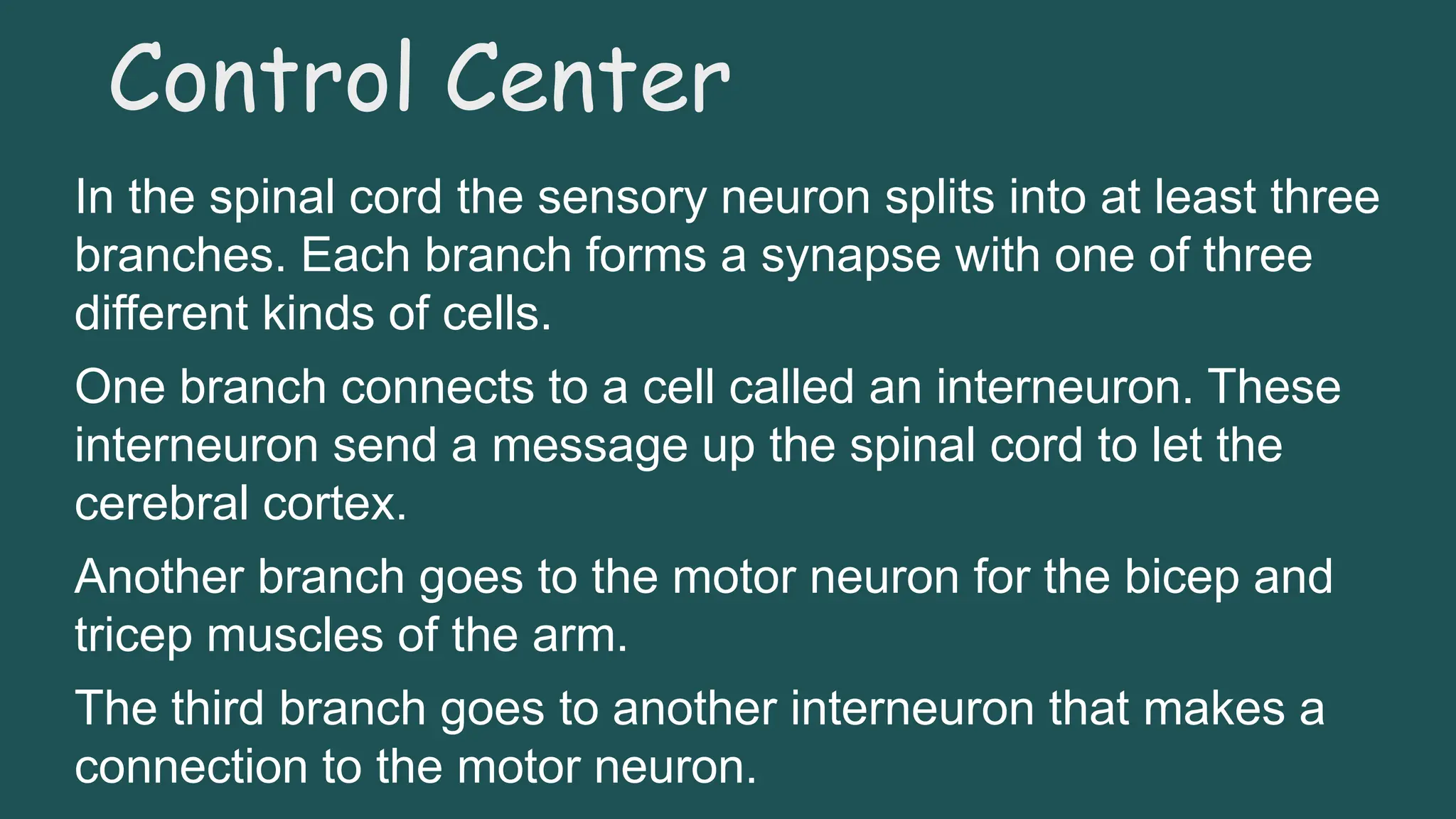 Vertebrate Nervous System new 1 - Copy.pptx