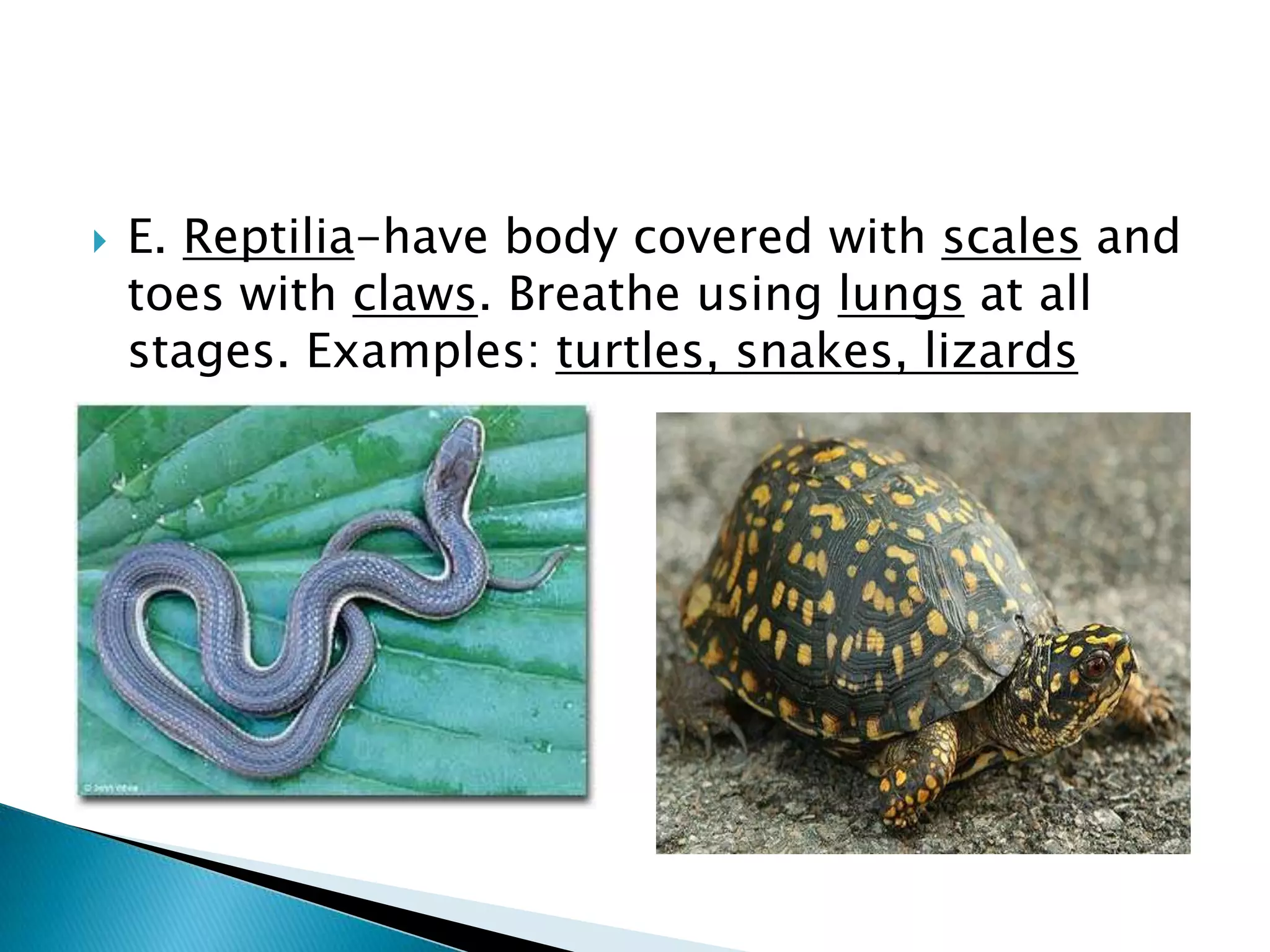 Vertebrate notes | PPTX