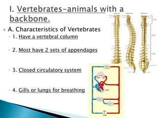 Vertebrate notes | PPTX
