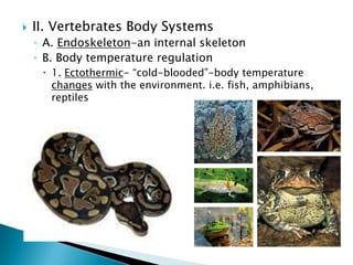 Vertebrate notes | PPT