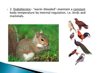 Vertebrate notes | PPTX