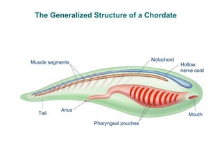 Vertebrate notes | PPT