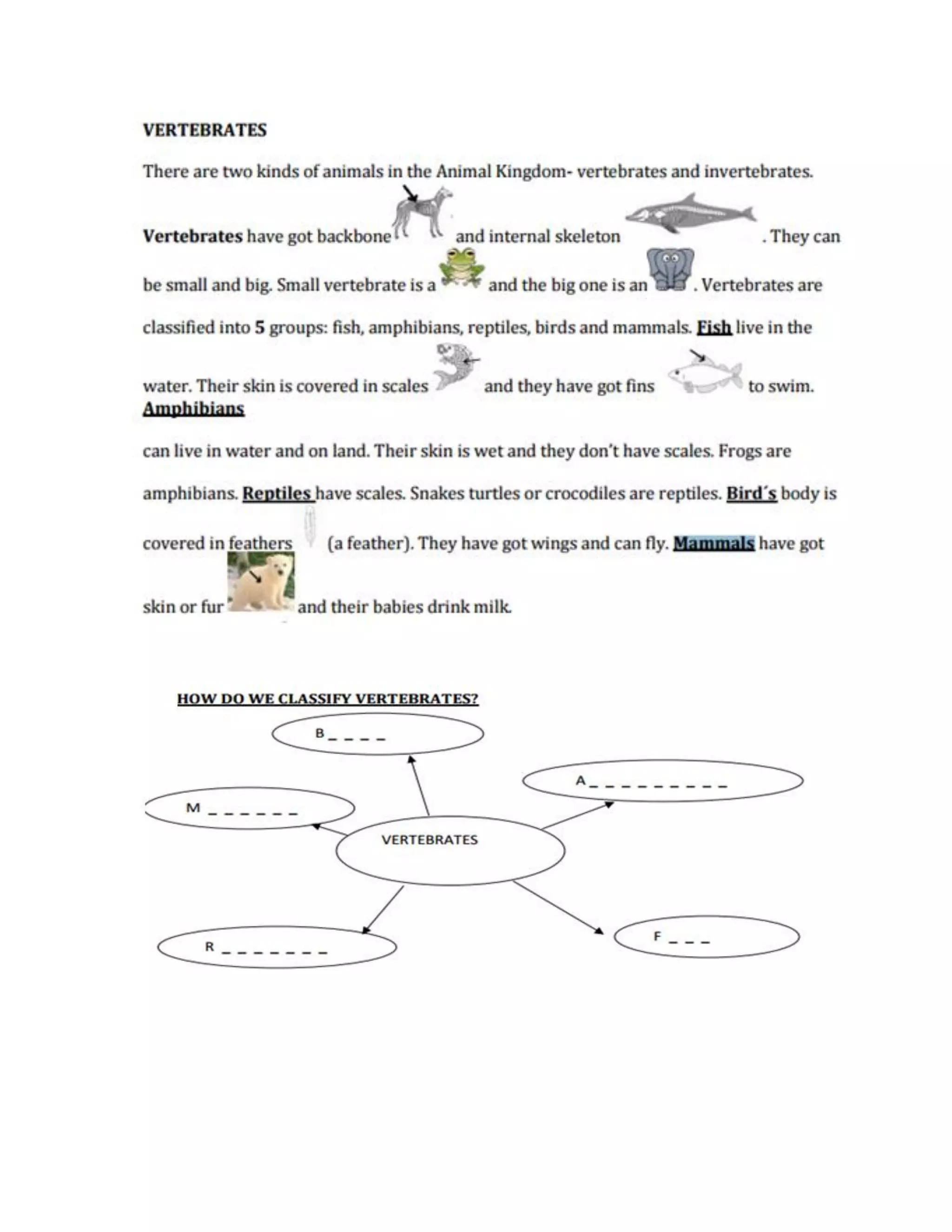 Vertebrate Animals | PDF