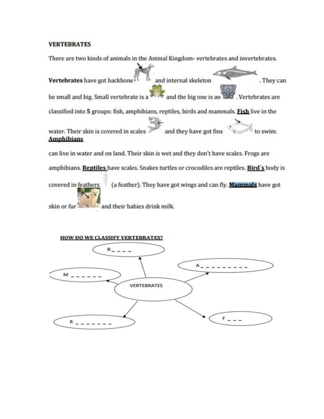 Vertebrate Animals | PDF