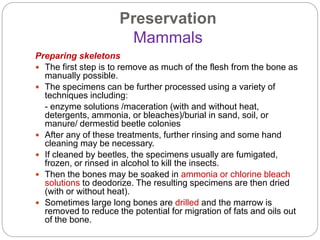 Vertebrate Preservation | PPTX