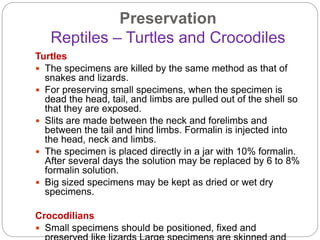 Vertebrate Preservation | PPTX