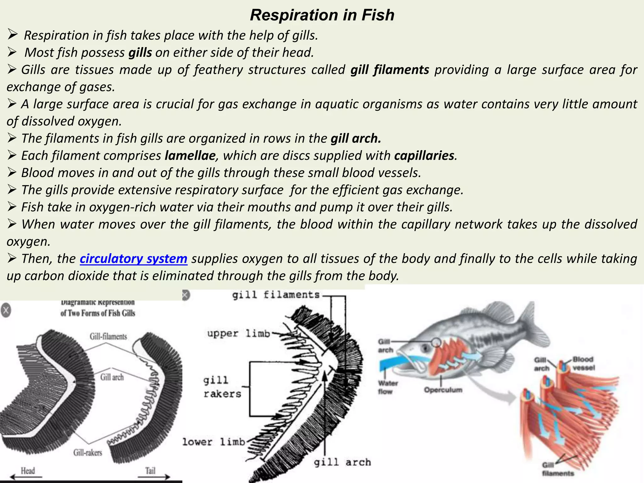 Vertebrate respiratory system | PPTX
