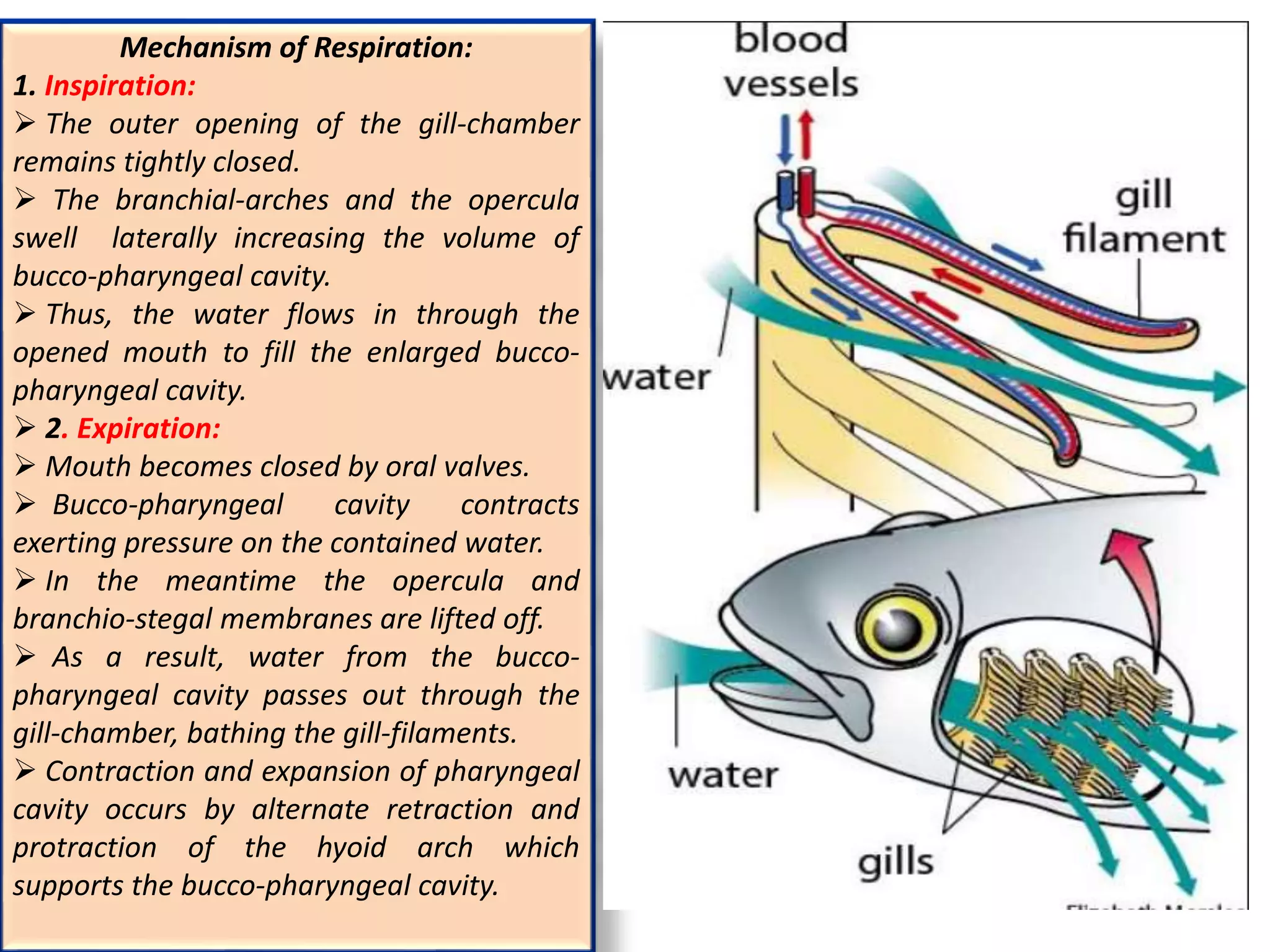 Vertebrate respiratory system | PPTX