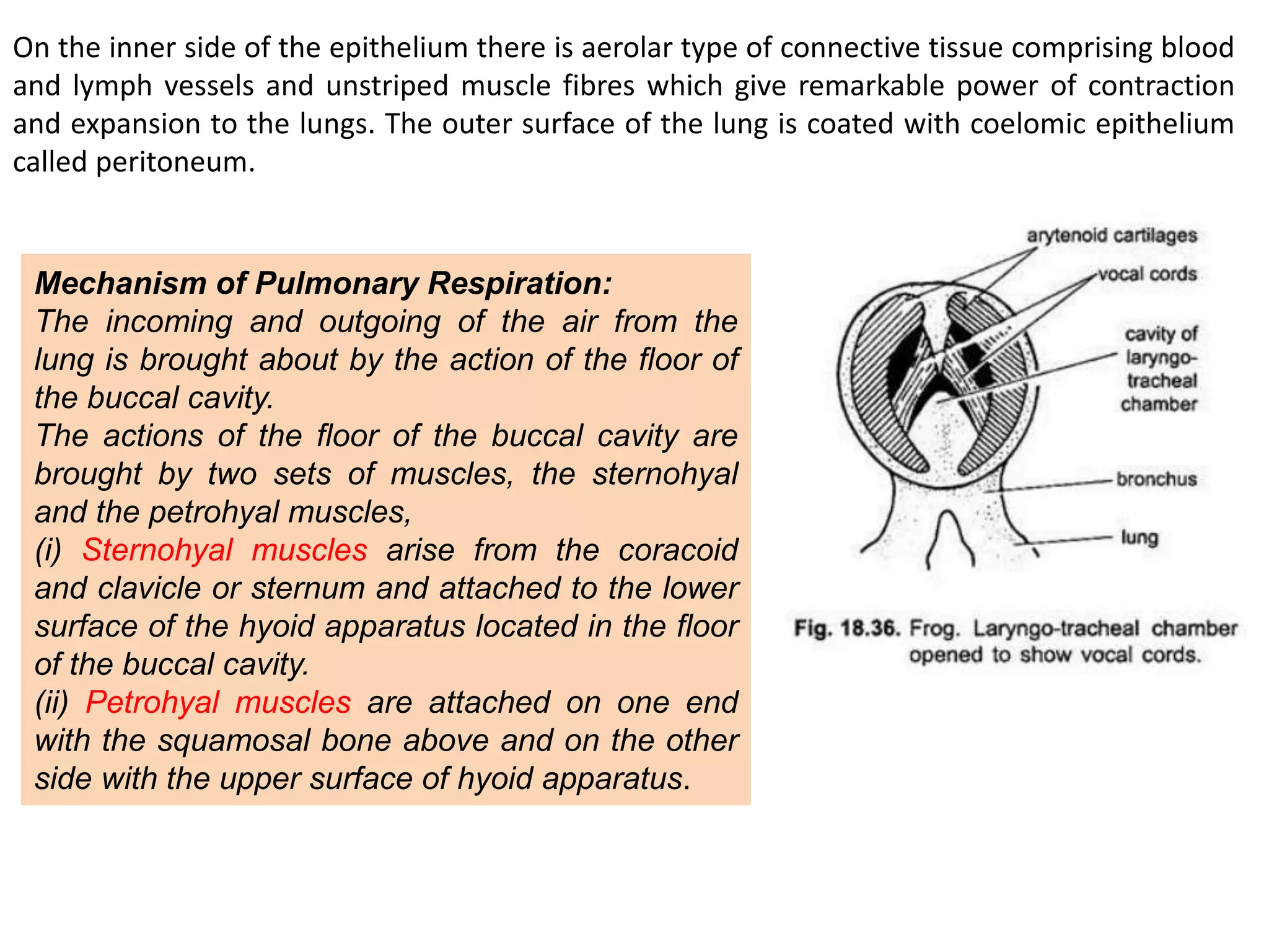 Vertebrate respiratory system | PPTX