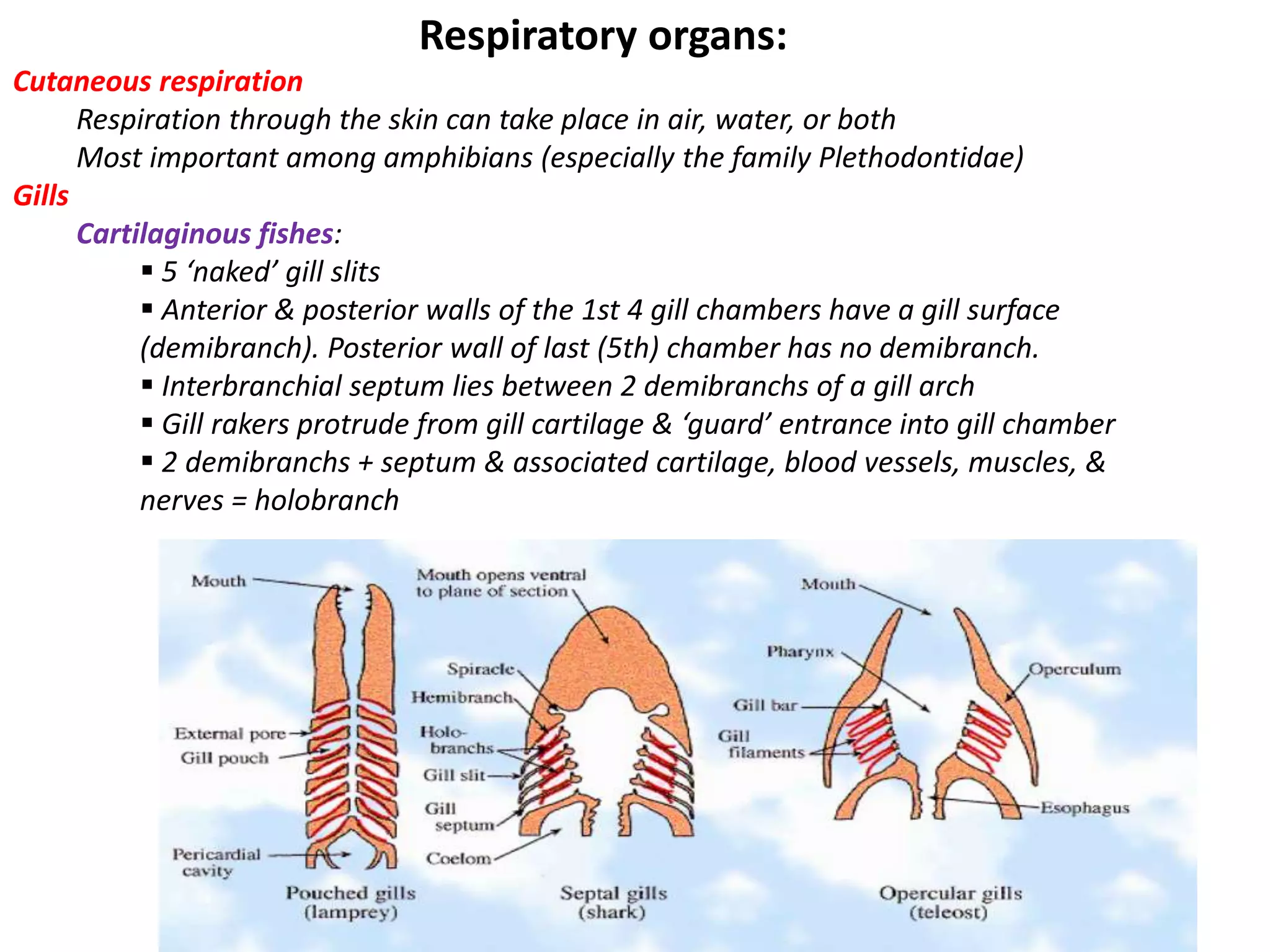 Vertebrate respiratory system | PPTX