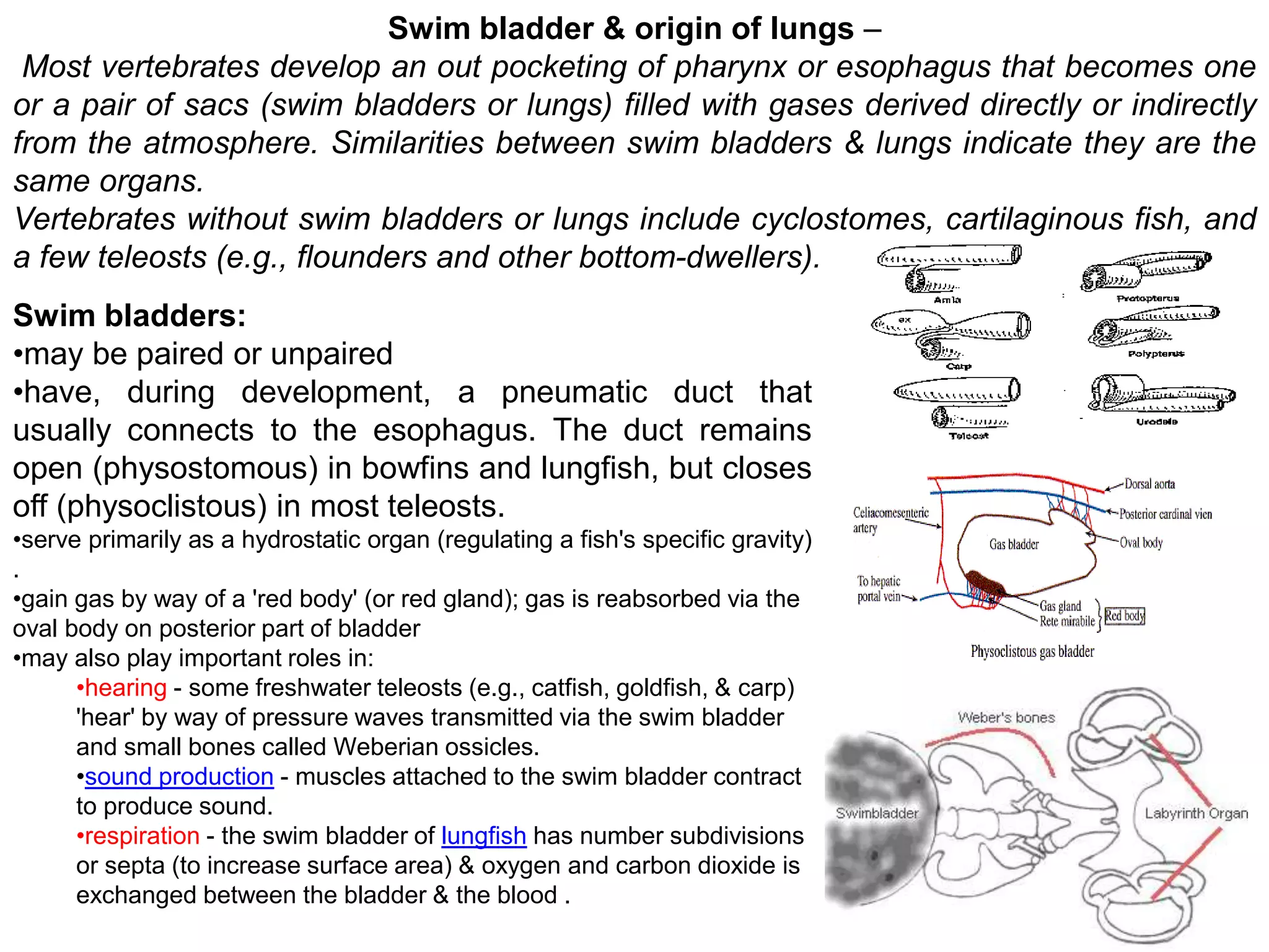 Vertebrate respiratory system | PPTX
