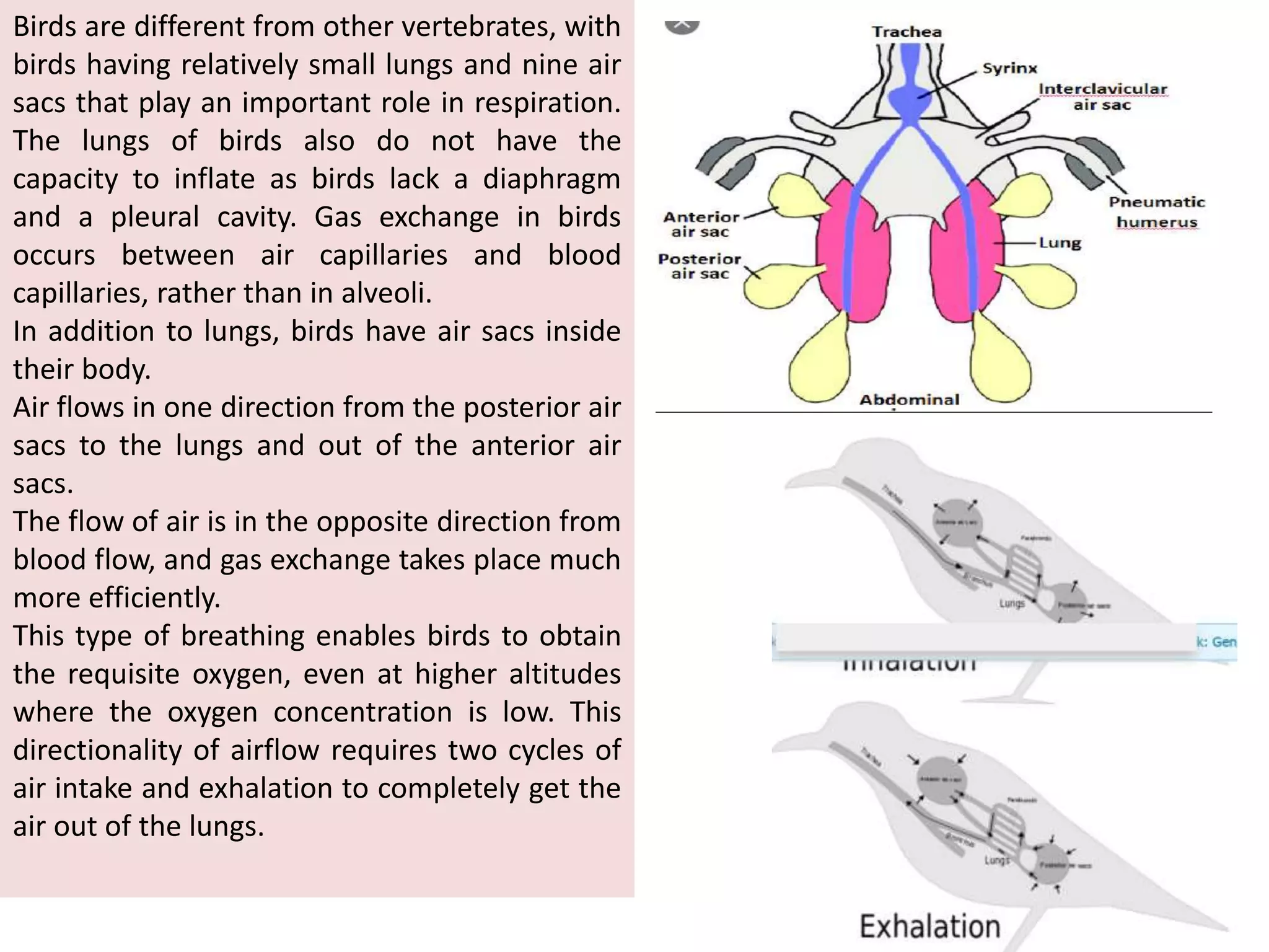 Vertebrate respiratory system | PPTX